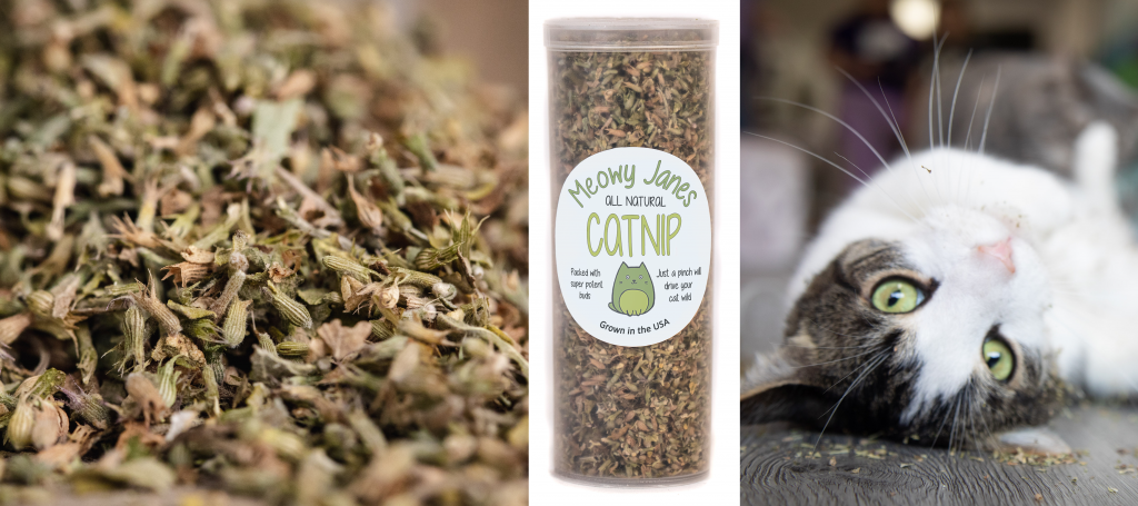 Catnip - All Natural High Potency | Meowy Janes