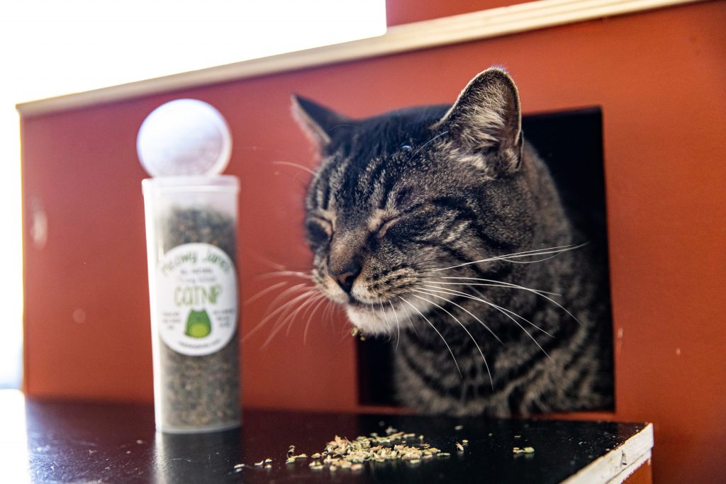 Catnip - All Natural High Potency | Meowy Janes