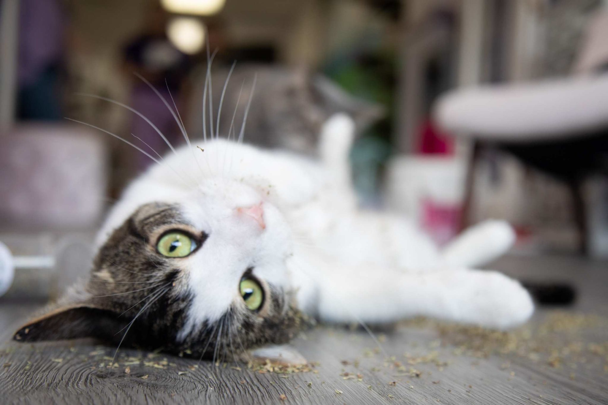 Catnip Buds with Grinder - Meowy Janes