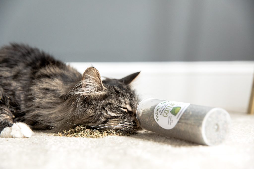 Catnip - All Natural High Potency | Meowy Janes