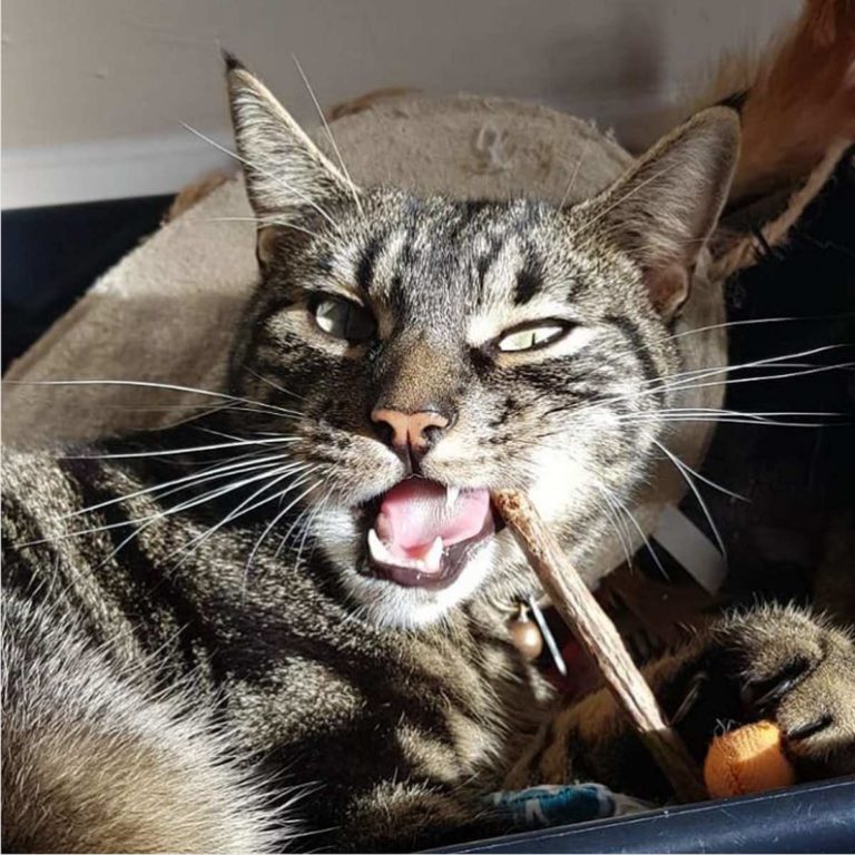 Cat Chew Sticks - Matatabi - All Natural Silvervine | Meowy Janes