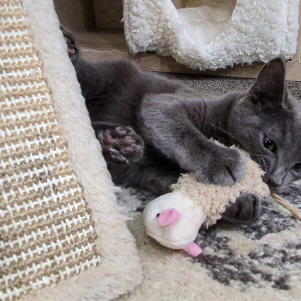 Herbal Scent Enrichment Kit for Cats - Meowy Janes