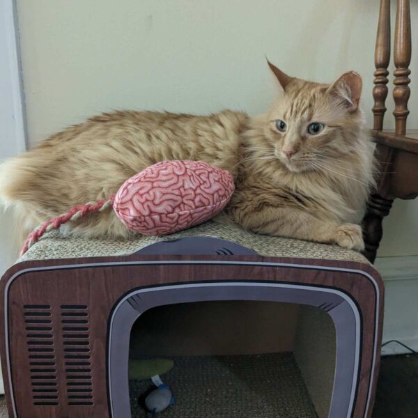 Shop Cat Toys | Kickers, Scrunchies, Mice, & More | Meowy Janes