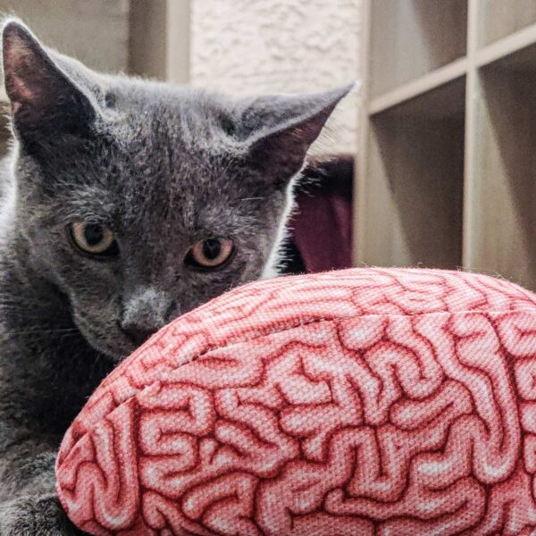 Shop Cat Toys | Kickers, Scrunchies, Mice, & More | Meowy Janes