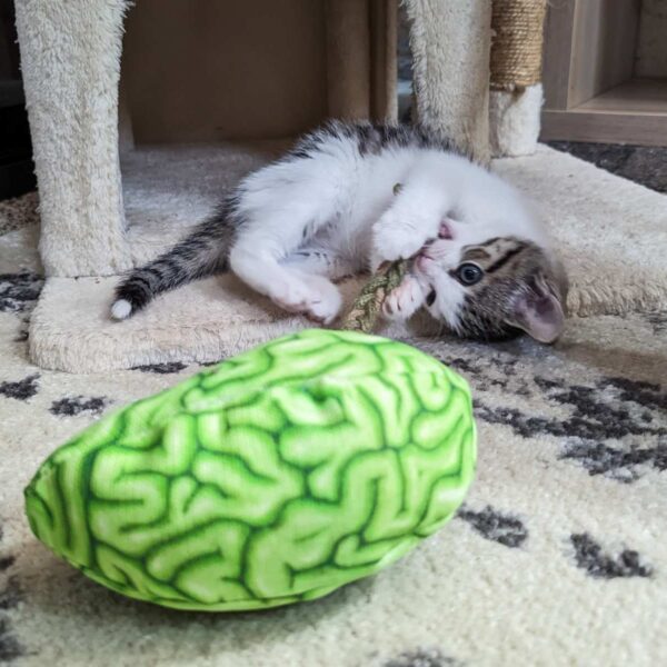 Shop Cat Toys | Kickers, Scrunchies, Mice, & More | Meowy Janes