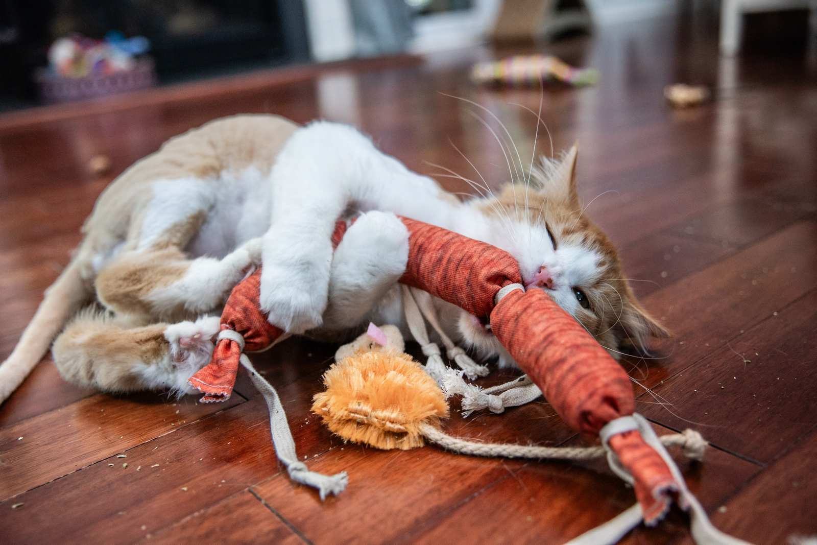 New Products - Our Newest and Best Cat Toys Ready for Playtime!