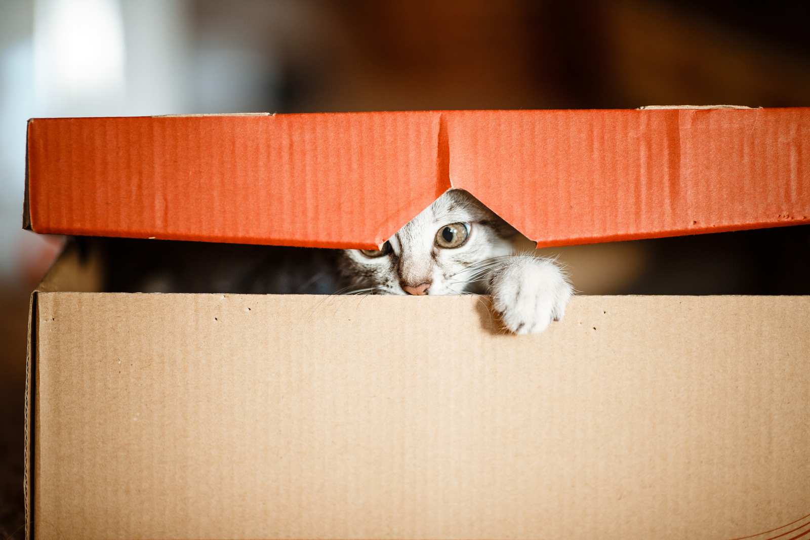 Why Do Cats Loving Sitting in Boxes?